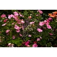 10 VULCAN MALOPE Trifida / Mallowwort / Mallow Flower Seeds - Walmart.com