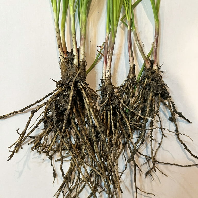 Chives Plant Root