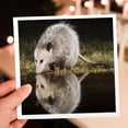 3drose, Virginia Opossum Wildlife, Hill Country, Texas - Na02 Rnu0298 ...