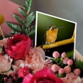 3drose, Costa Rica, Rio Savegre, Mountain-gem Hummingbird - Sa22 ...