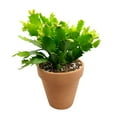 Christmas Cactus Thanksgiving Cactus, Winter Bloom Holiday Cactus - 4 ...