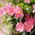 3 Pink Mandevilla Plants Live, 5-10” Tall Flowering Mandevilla Vines ...