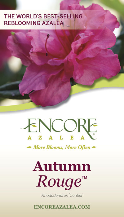 Encore Azalea Rouge