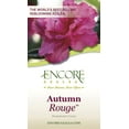 Encore Azalea Autumn Rouge (2 Gallon) Dark Pink Flowering Shrub - Full ...