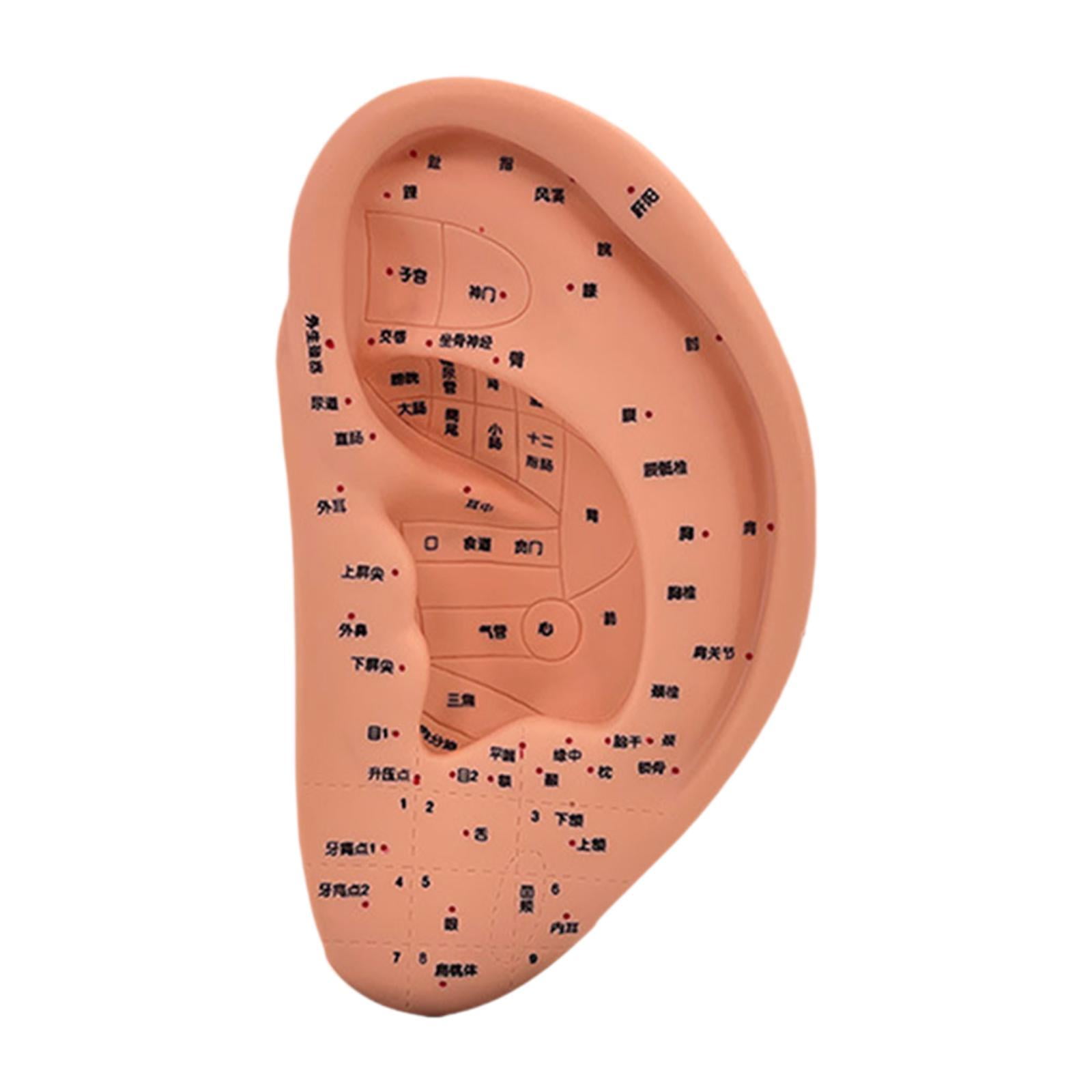 Modelo de acupuntura de oído Reflexología ACUPOINTER Aprendizaje ...