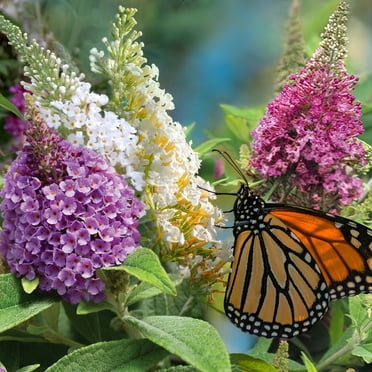 3.25 in. Live Shrub Buddleia Butterfly Bush Royal Razz with Full ...
