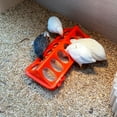QenASHaing Long Plastic Chicken Feeder Trough, 20 Inch Large Capacity ...