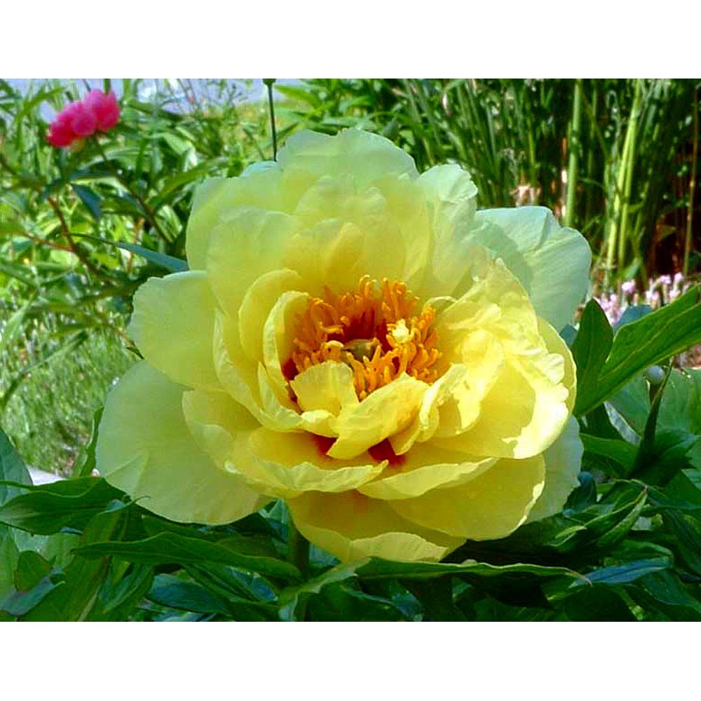 High Noon Hai Huang Japanese Tree Peony - 1 Year Bareroot - Walmart.com ...