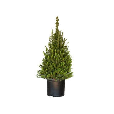 Expert Gardener Compacta Japanese Holly (2.5 Quart) Compact Evergreen ...