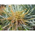10 DRAGON TREE Dracaena Draco Canary Island Drago Blood Asparagus Yucca ...