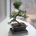 6 Pcs Bonsai Humidity Tray Rectangular Drip Tray Plastic Plant Water ...