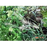 25 BOTTLEBRUSH GRASS Ornamental Shade Elymus Hystrix Patula Seeds ...