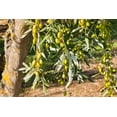 10 CANINO OLIVE TREE Olea Europaea Canino Edible European Common Green ...