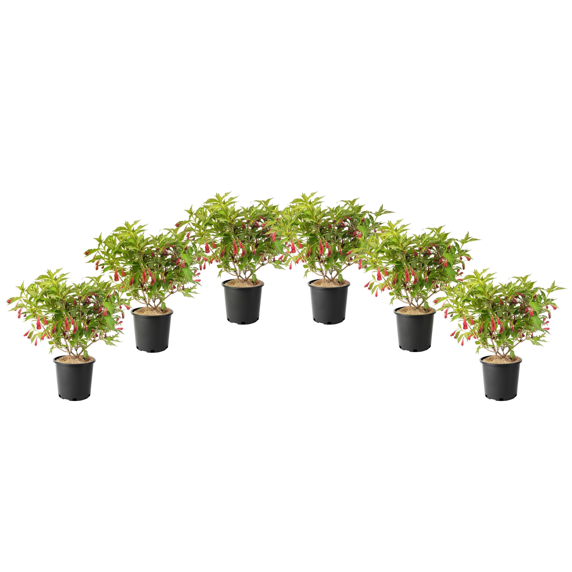 Click here for Landscp Essentials 1 Gallon Red Prince Weigela Shr... prices