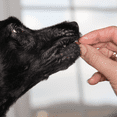 Quail Crunch Bites: Gourmet Dehydrated Dog Treats with Quail Meat and ...