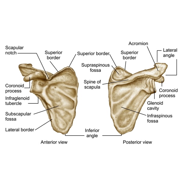 Right Scapula Posterior View Labeled
