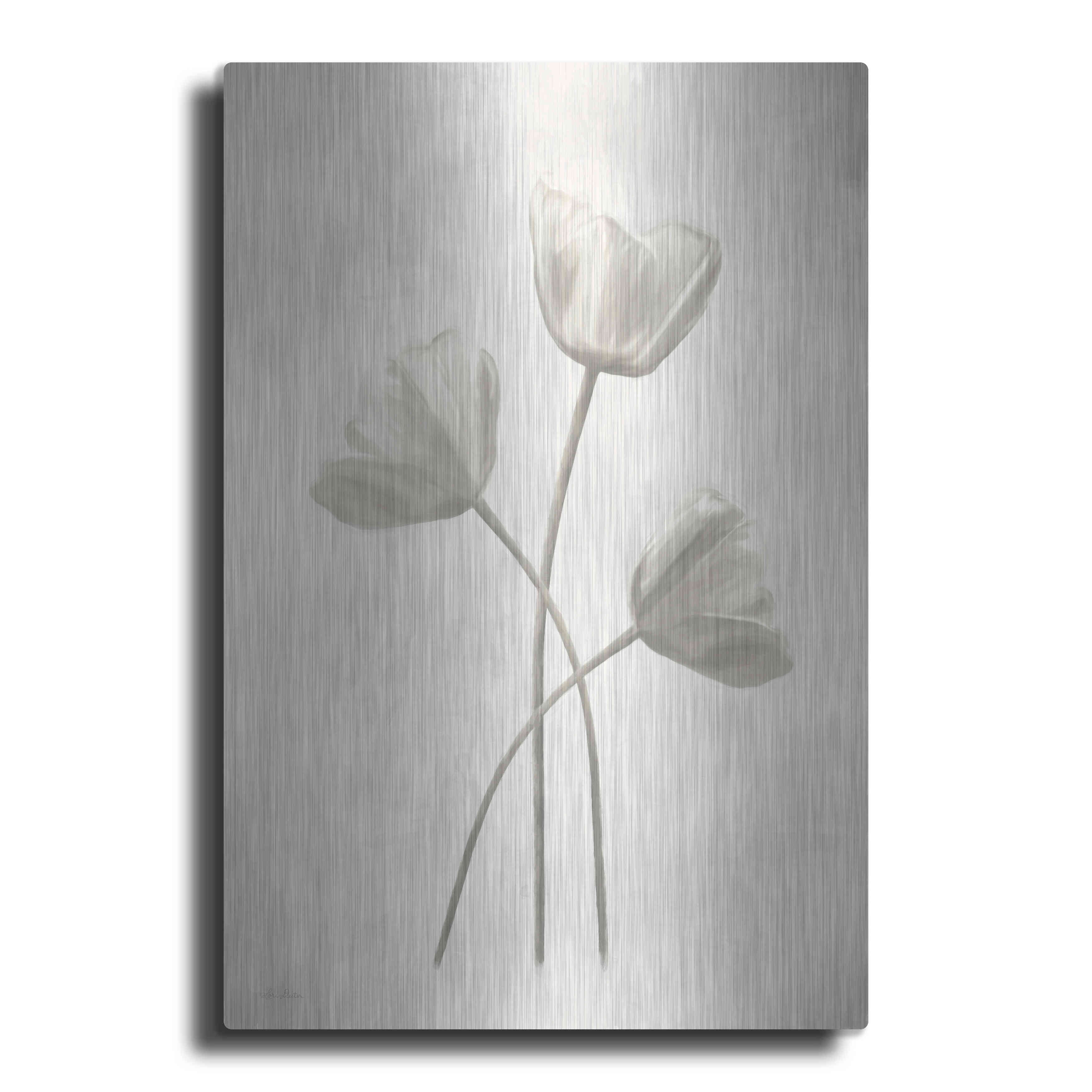 Luxe Metal Art 'Bleached Tulips II' by Lori Deiter, Metal Wall Art, 12 ...