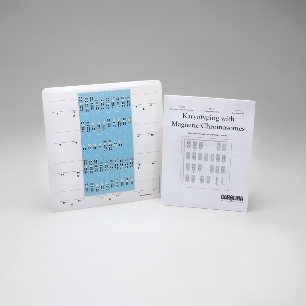 Karyotyping With Magnetic Chromosomes 8-Station Kit - Walmart.com