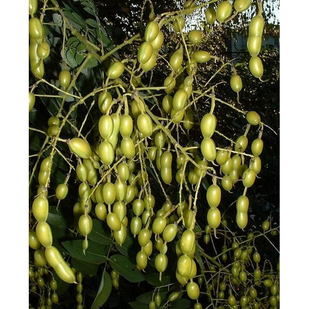 10 Japanese Pagoda Tree Seeds - Styphnolobium japonicum - Walmart.com