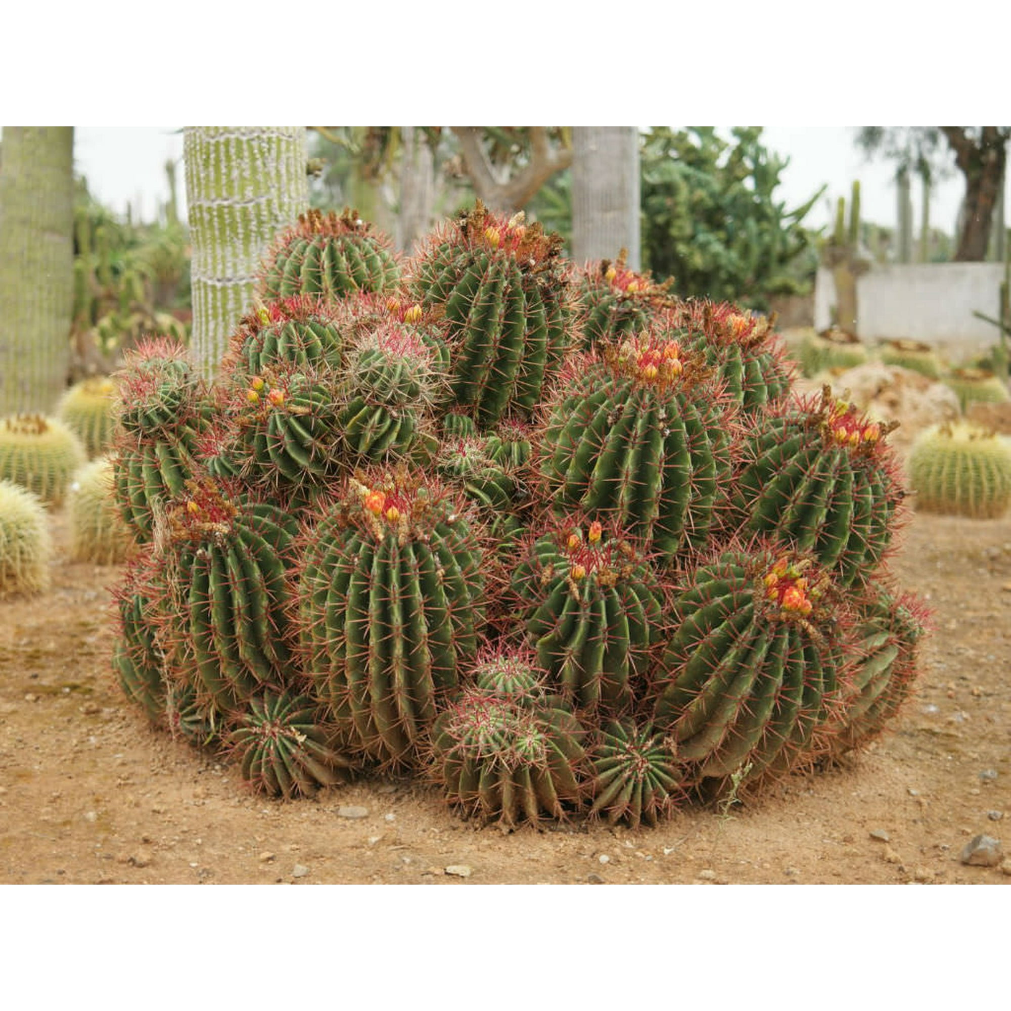 Round Cactus Plants