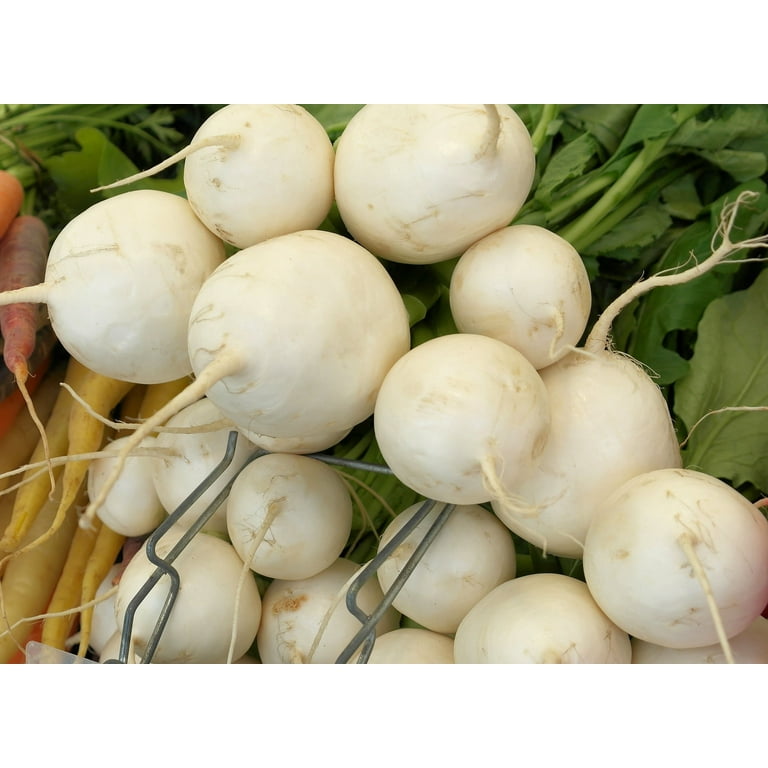 White Globe Radish