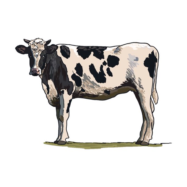 Holstein Cow