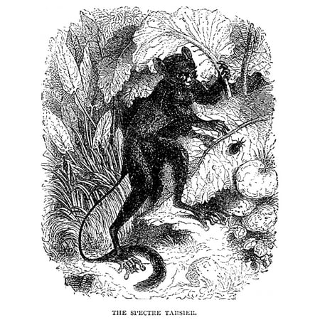 Tarsier. /Nspectral Tarsier (Tarsius Spectrum). Line Engraving, English ...