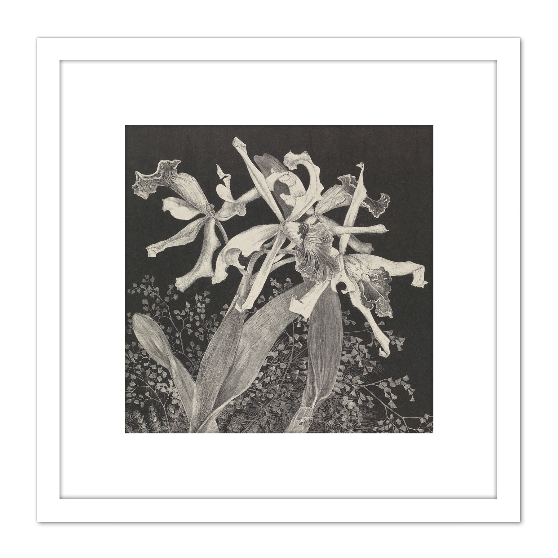 Hoytema Orchids Flower Petals Plant Bw Drawing 8X8 Inch Square Wooden ...