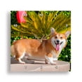 3drose, Pembroke Welsh Corgi Standing Poolside, Mr and Pr,, 13x13 Wall ...