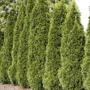 Gold Mop Threadleaf False Cypress (2.5 Quart) Evergreen Shrub - Yellow ...
