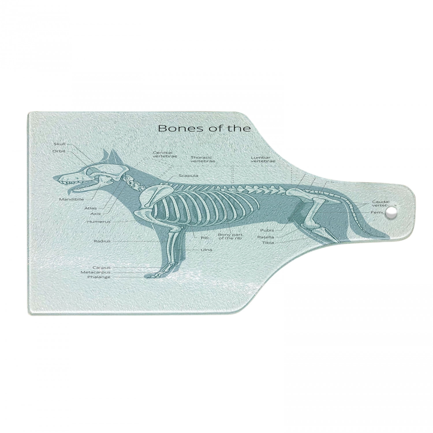 Skeleton Cutting Board, Animal Anatomy Themed Infographic with Bones of ...
