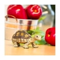 Safari Ltd. Incredible Creatures Tortoise Figurine - Lifelike 4.75 ...