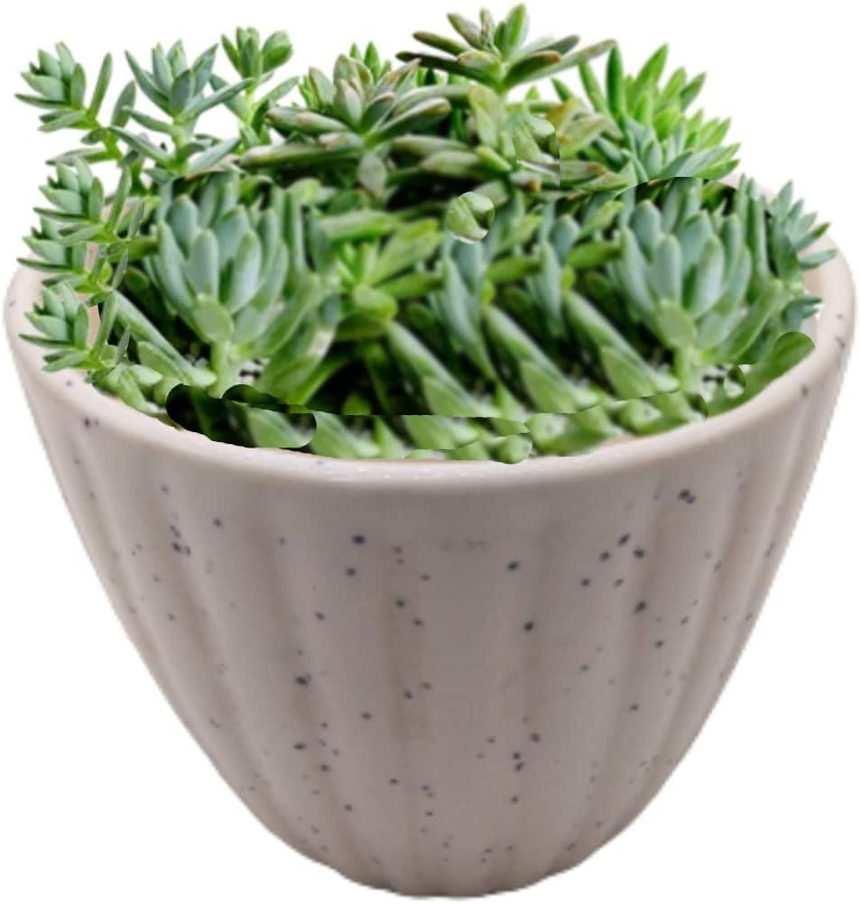 India Meets India Ceramic Flower Pot Planter Indoor Outdoor Planter ...
