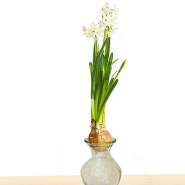 Van Zyverden Paperwhite Kit with Artisan Decorative Planter Set of 4 ...