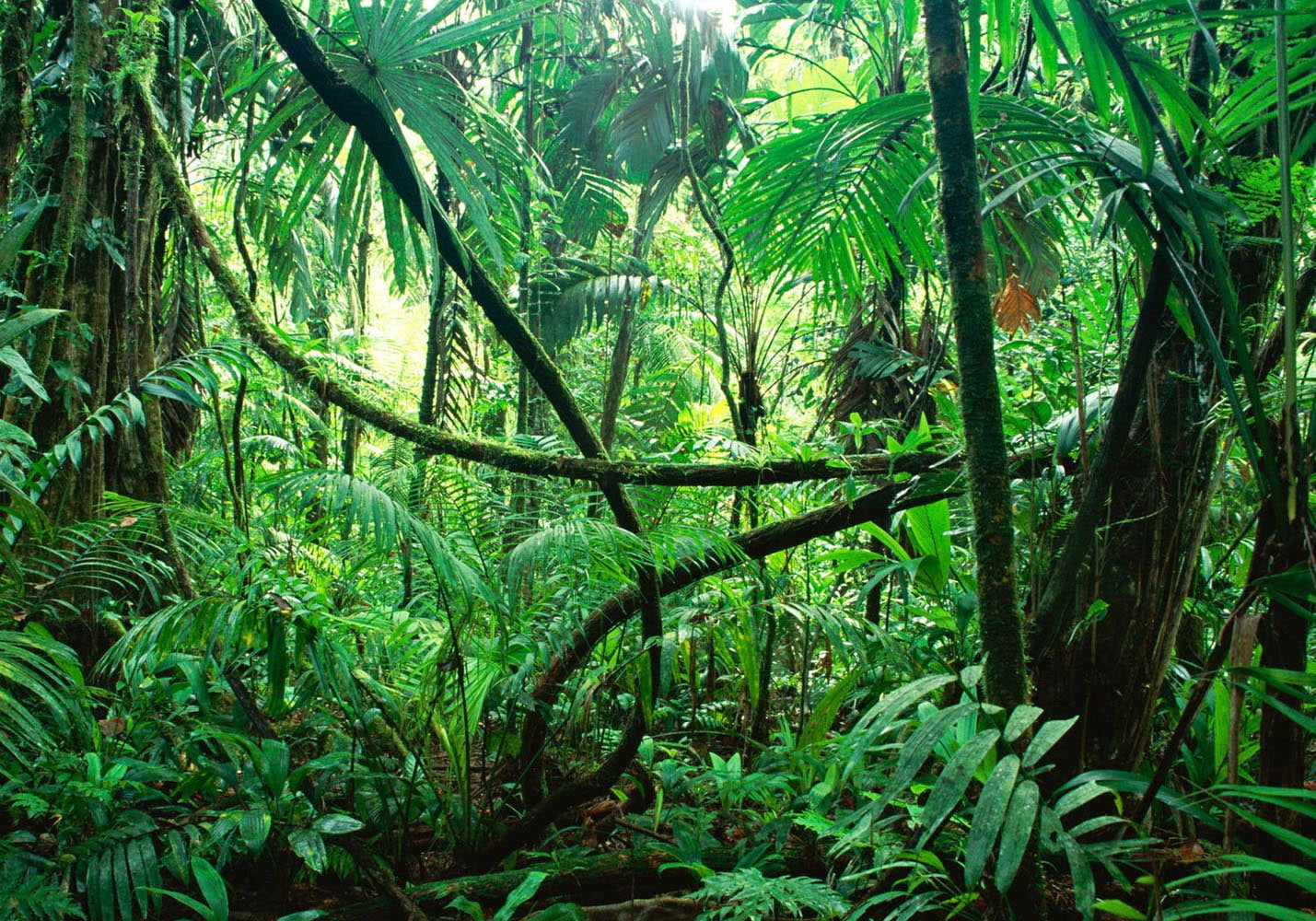 AMAZON RAINFOREST 1 paper poster 14" x 20" | Walmart Canada
