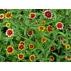 50 Pack, Carousel Mix Zinnia Elegans, Bicolor Flower Seeds in Mixed ...
