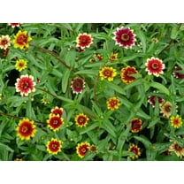 50 Pack, Carousel Mix Zinnia Elegans, Bicolor Flower Seeds in Mixed ...