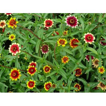 50 Pack, Carousel Mix Zinnia Elegans, Bicolor Flower Seeds in Mixed ...