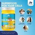 Sea Moss Gel by BioVItalica (Mango Pineapple) - Irish sea Moss Dr Sebi ...