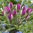 Van Zyverden Tulips Persian Pearl Set of 25 Bulbs Multi-Color Part Sun ...