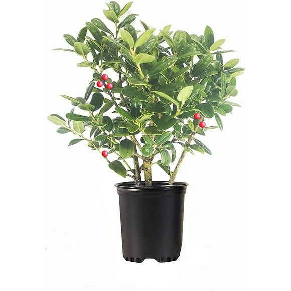 Dwarf Holly Shrub
