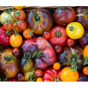 Heirloom Rainbow Mix Tomato Seeds - 100+ Seeds to Grow - Grow Mixed ...