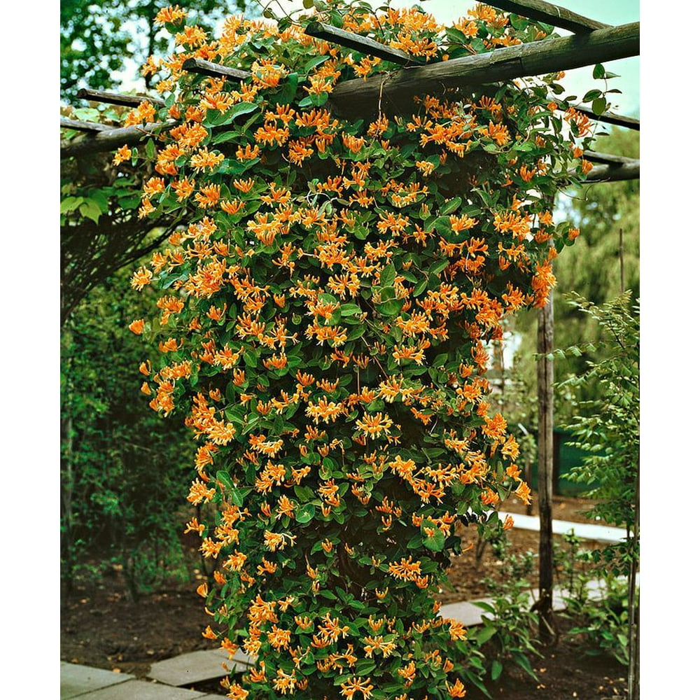 Mandarin Honeysuckle Vine - Perennial - Lonicera - 2.5" Pot - Walmart ...