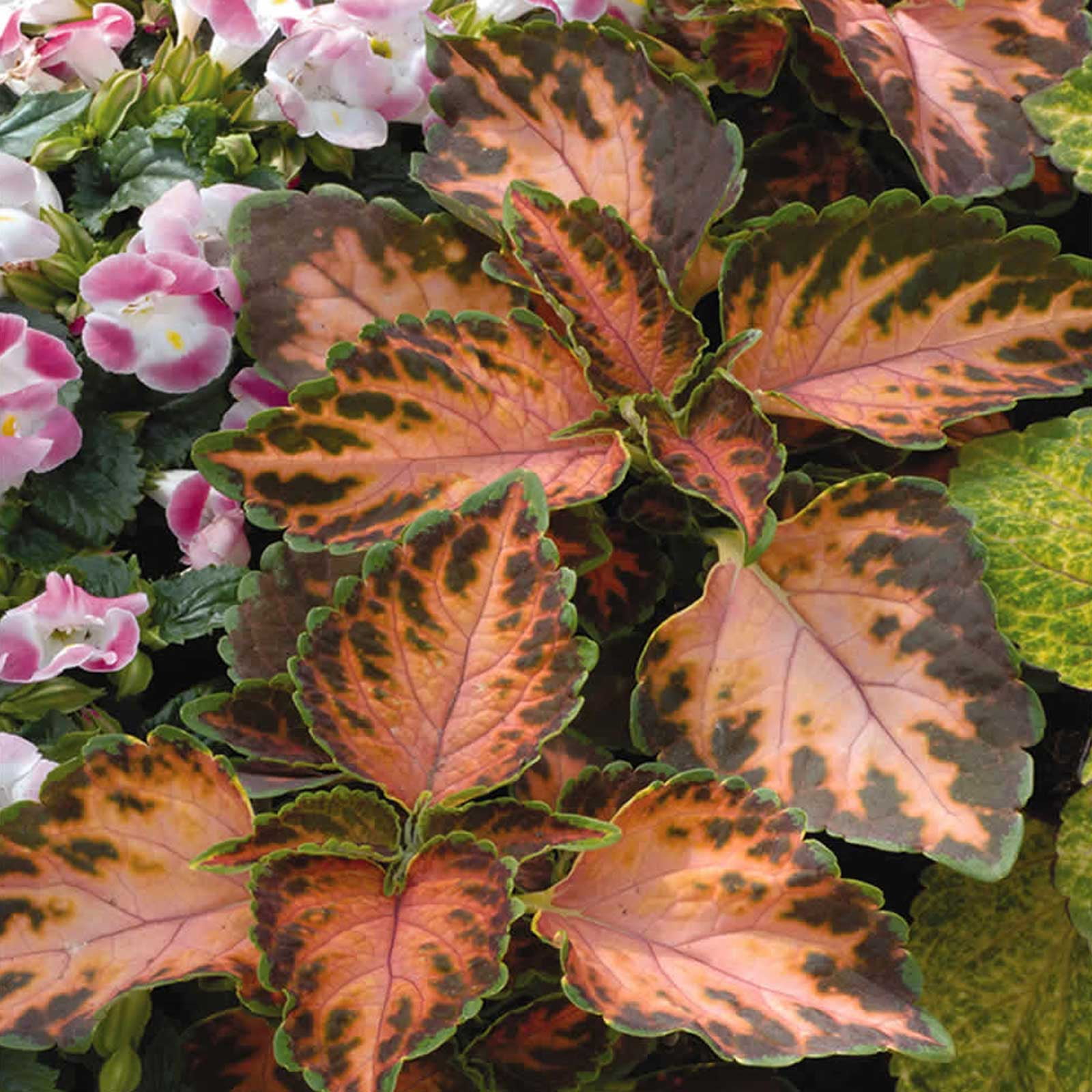 Wizard Coleus Seeds - Coral Sunrise - 1000 Seeds - Decorative ...