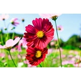 300 RED COSMOS DAZZLER Cosmos Bipinnatus Flower Seeds - Walmart.com