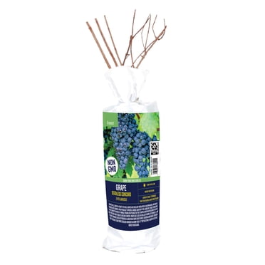Van Zyverden Grapes Niagara Set of 1 Plant Green Full Sun Deer ...