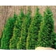 Thuja Green Giant Evergreen Trees - Walmart.com