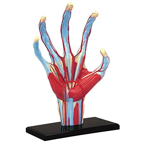4D Human Hand Anatomy Model - Walmart.com