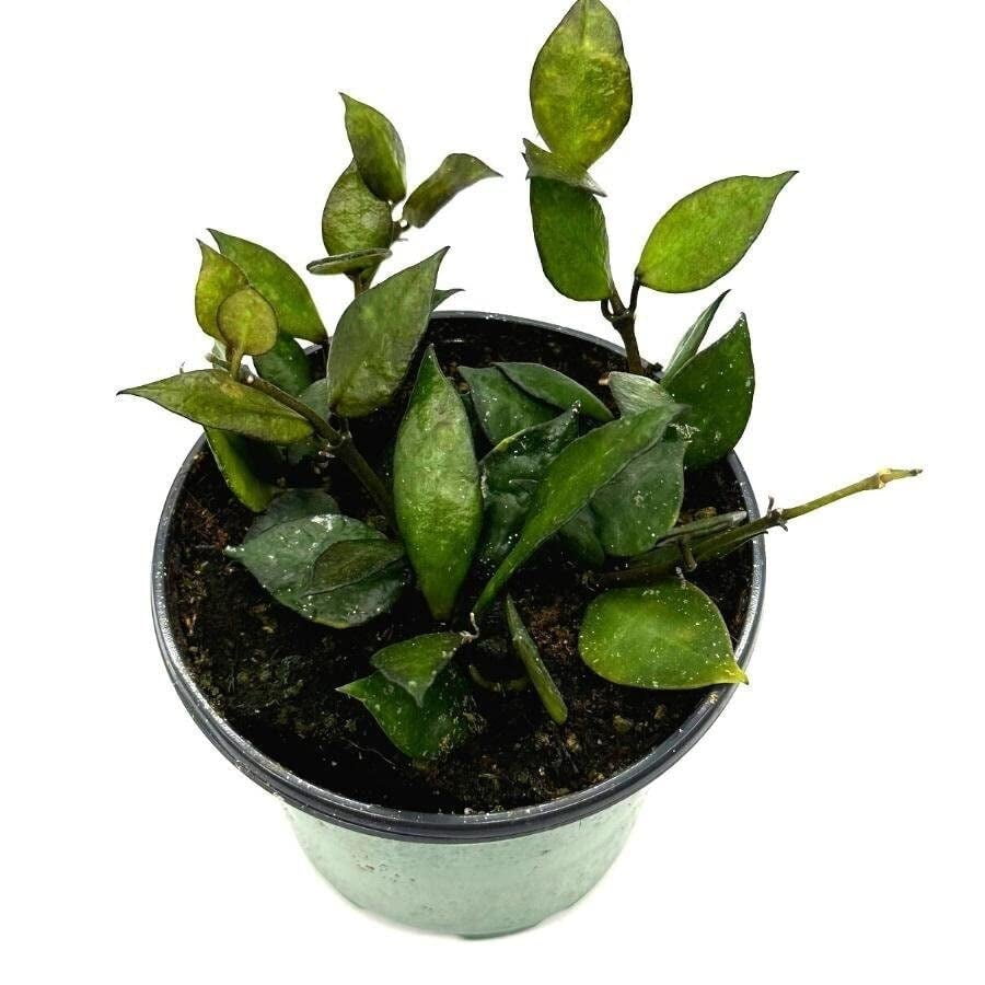 Hoya Krohniana Black, 4 inch Rare Dark Hoya Wax Plant - Walmart.com