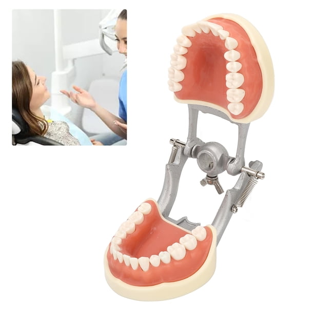 Modelo de dentadura postiza de demostración marco de mandíbula 32 ...